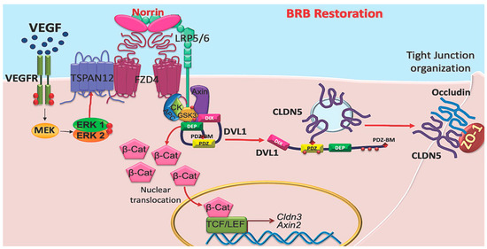 Disheveled-1 Interacts with Claudin-5 and Contributes to Norrin-Induced ...