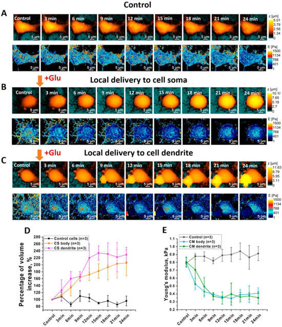 Scanning Ion-Conductance Microscopy for Studying Mechanical Properties of Neuronal Cells during ...