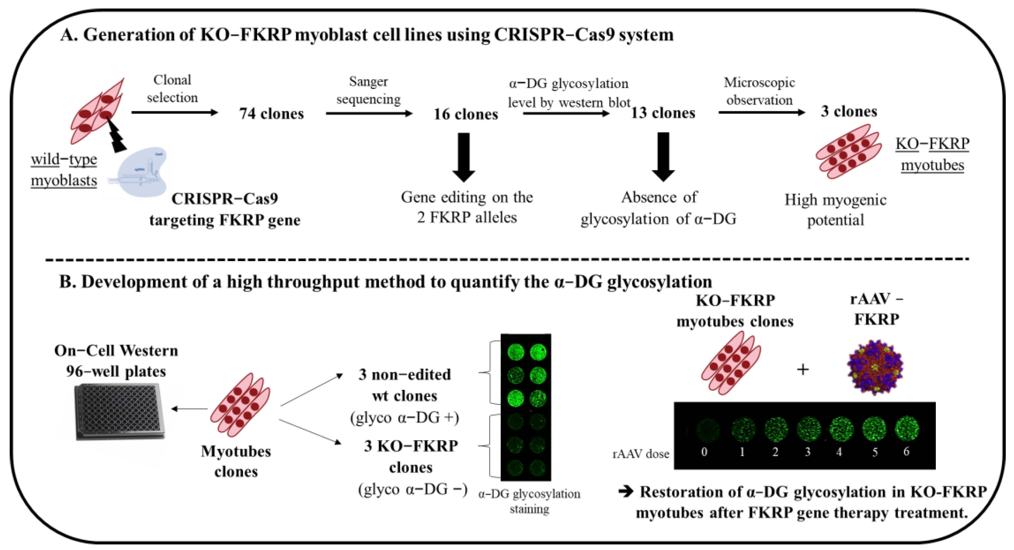 Cells Free Full Text Crispr Cas9 Ko Cell Line Generation And Development Of A Cell Based