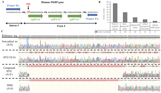 CRISPR-Cas9 KO Cell Line Generation and Development of a Cell-Based Potency Assay for rAAV-FKRP ...