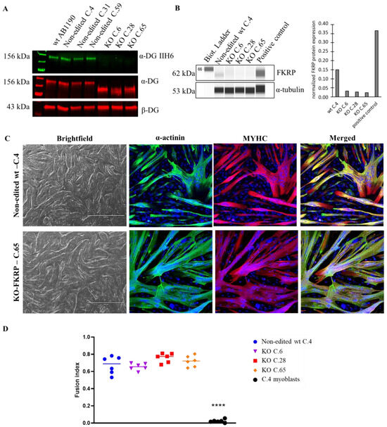 CRISPR-Cas9 KO Cell Line Generation and Development of a Cell-Based Potency Assay for rAAV-FKRP ...