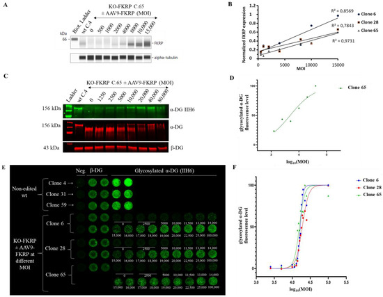CRISPR-Cas9 KO Cell Line Generation and Development of a Cell-Based Potency Assay for rAAV-FKRP ...