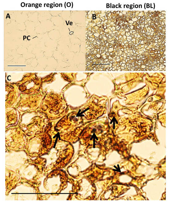 Restraining Quiescence Release-Related Ageing in Plant Cells: A Case ...