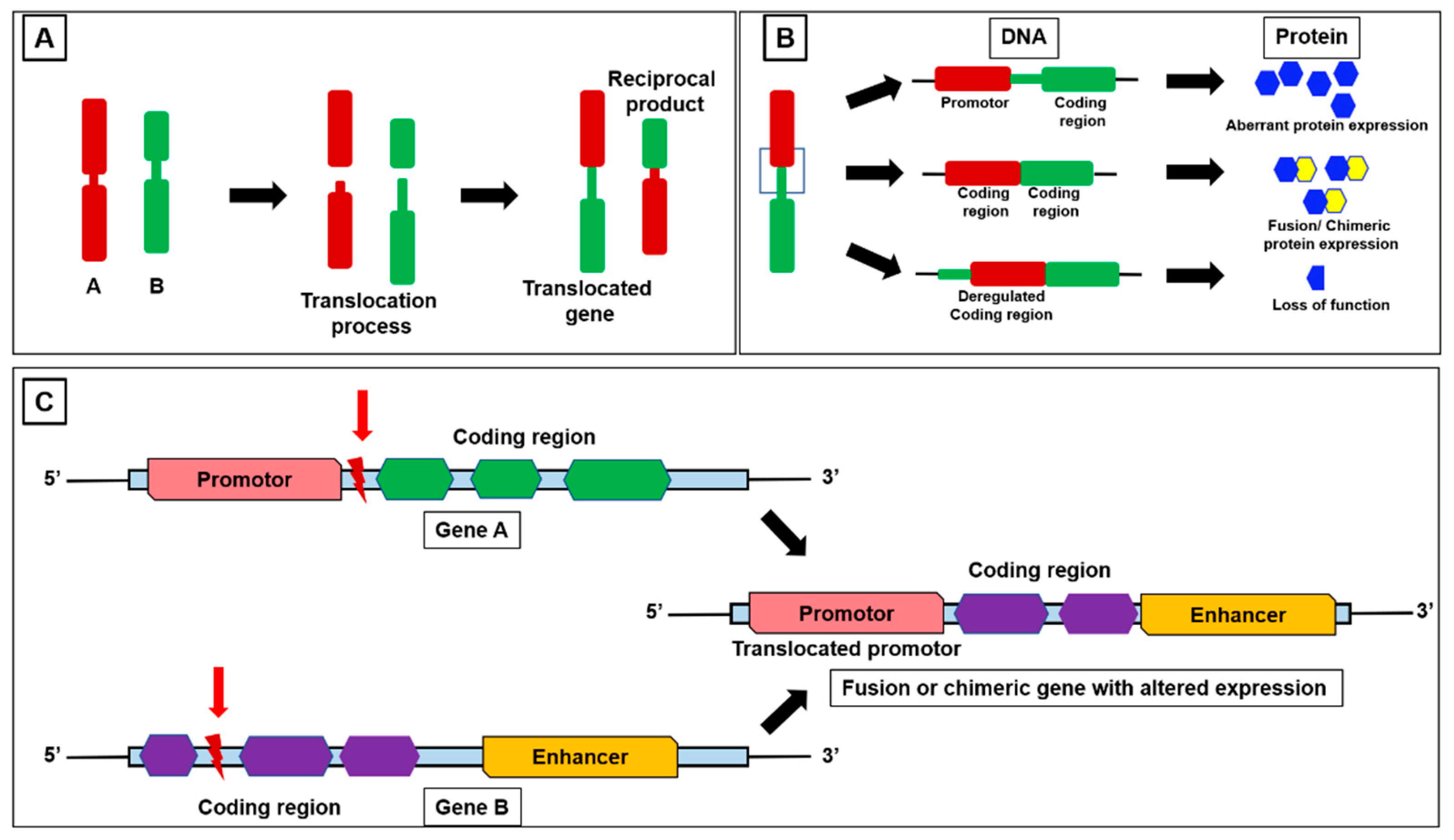Exploring the Relationship between Fusion Genes and MicroRNAs in Cancer