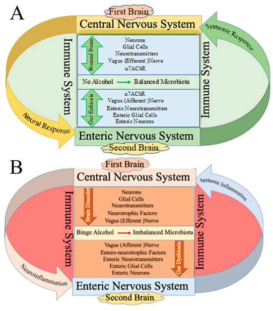 Alcohol and the Brain–Gut Axis: The Involvement of Microglia and ...