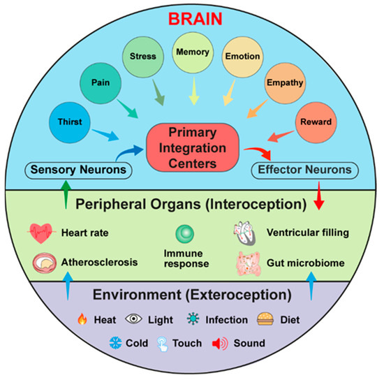The Impact of the Nervous System on Arteries and the Heart: The ...