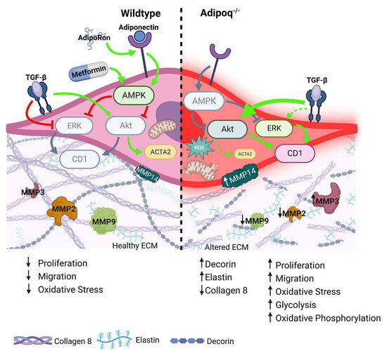AKT Mediates Adiponectin-Dependent Regulation of VSMC Phenotype