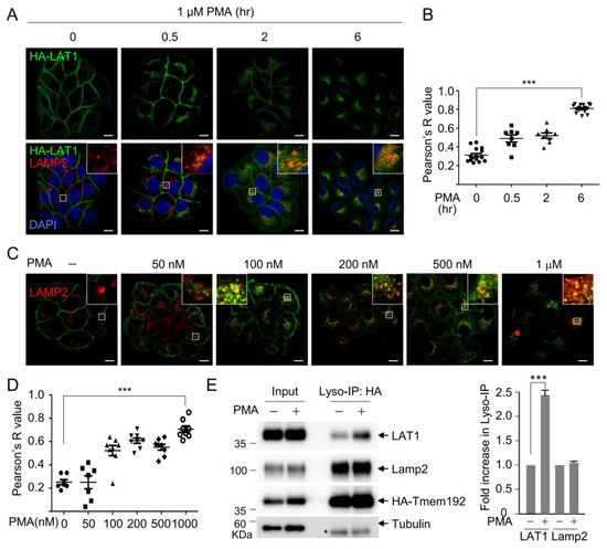 L-Type Amino Acid Transporter 1 (LAT1) Promotes PMA-Induced Cell ...