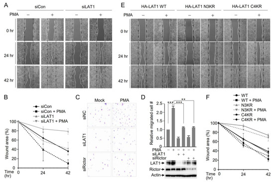 L-Type Amino Acid Transporter 1 (LAT1) Promotes PMA-Induced Cell ...