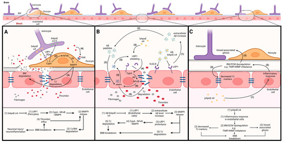 Detrimental Effects of ApoE ε4 on Blood–Brain Barrier Integrity and ...