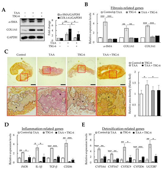 Generation of Fibrotic Liver Organoids Using Hepatocytes, Primary Liver ...