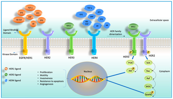 HER3: Toward the Prognostic Significance, Therapeutic Potential ...
