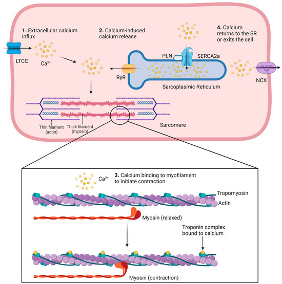 Measuring Single-Cell Calcium Dynamics Using a Myofilament-Localized ...