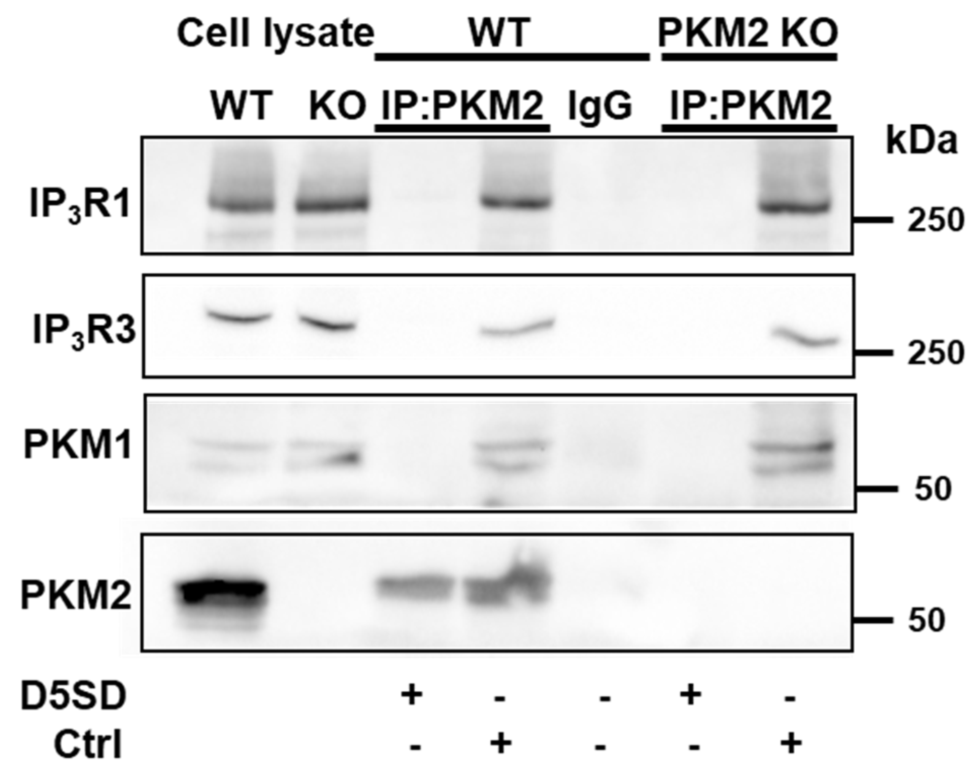 The Complex Effects of PKM2 and PKM2:IP3R Disruption on Intracellular Ca2+ Handling and Cellular ...