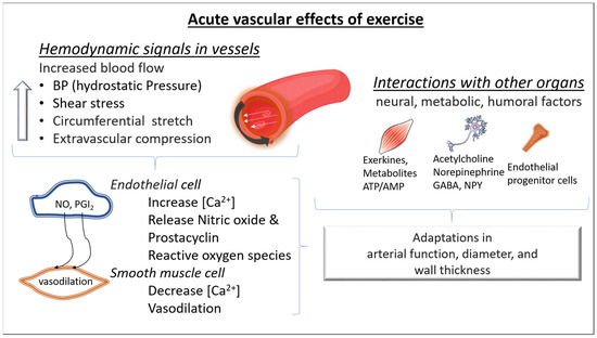 Training the Vessels: Molecular and Clinical Effects of Exercise on ...