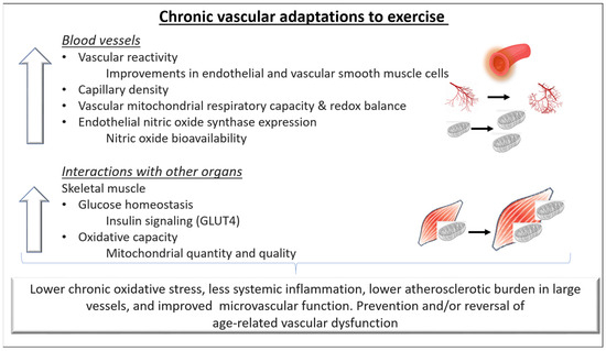 Cells | Free Full-Text | Training the Vessels: Molecular and Clinical ...