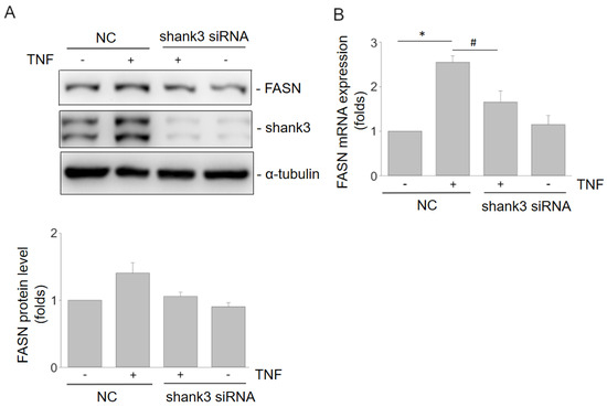 Role of the Autism Risk Gene Shank3 in the Development of ...