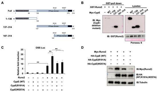 Cyclophilin E (CypE) Functions as a Positive Regulator in Osteoblast Differentiation by ...