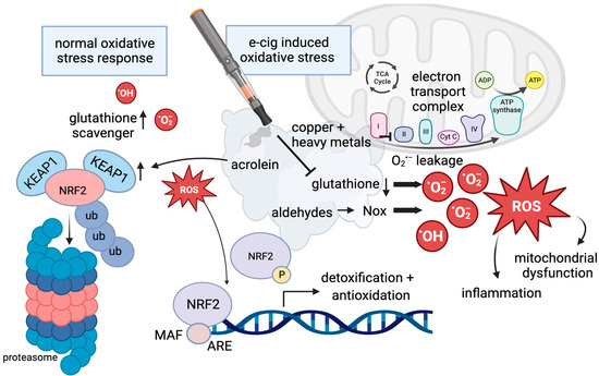 Mechanisms of E-Cigarette Vape-Induced Epithelial Cell Damage