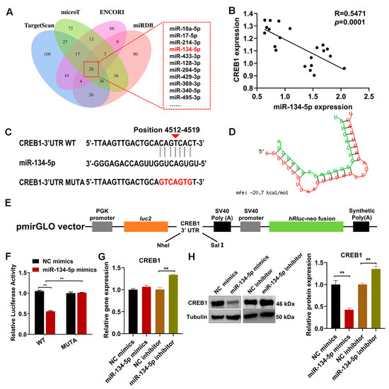 Cells | Free Full-Text | CREB1 Is Involved in miR-134-5p-Mediated ...