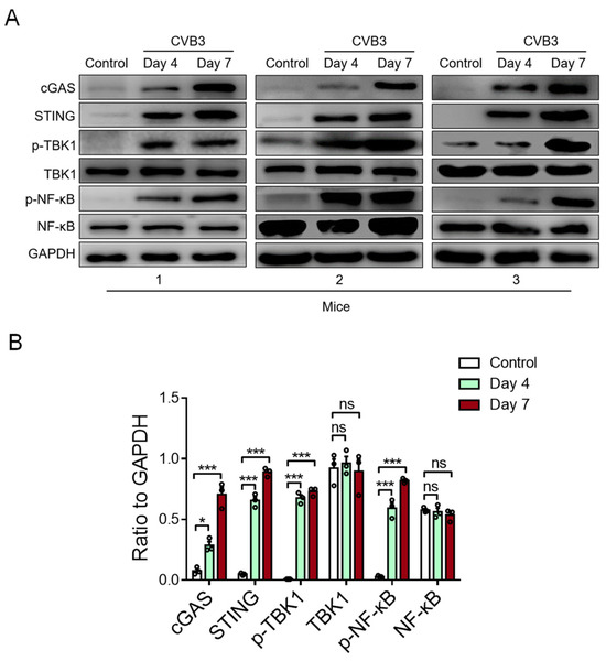 Myocardial Mitochondrial DNA Drives Macrophage Inflammatory Response ...