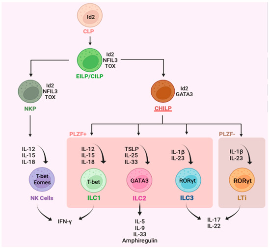 Regulatory ILC2—Role of IL-10 Producing ILC2 in Asthma