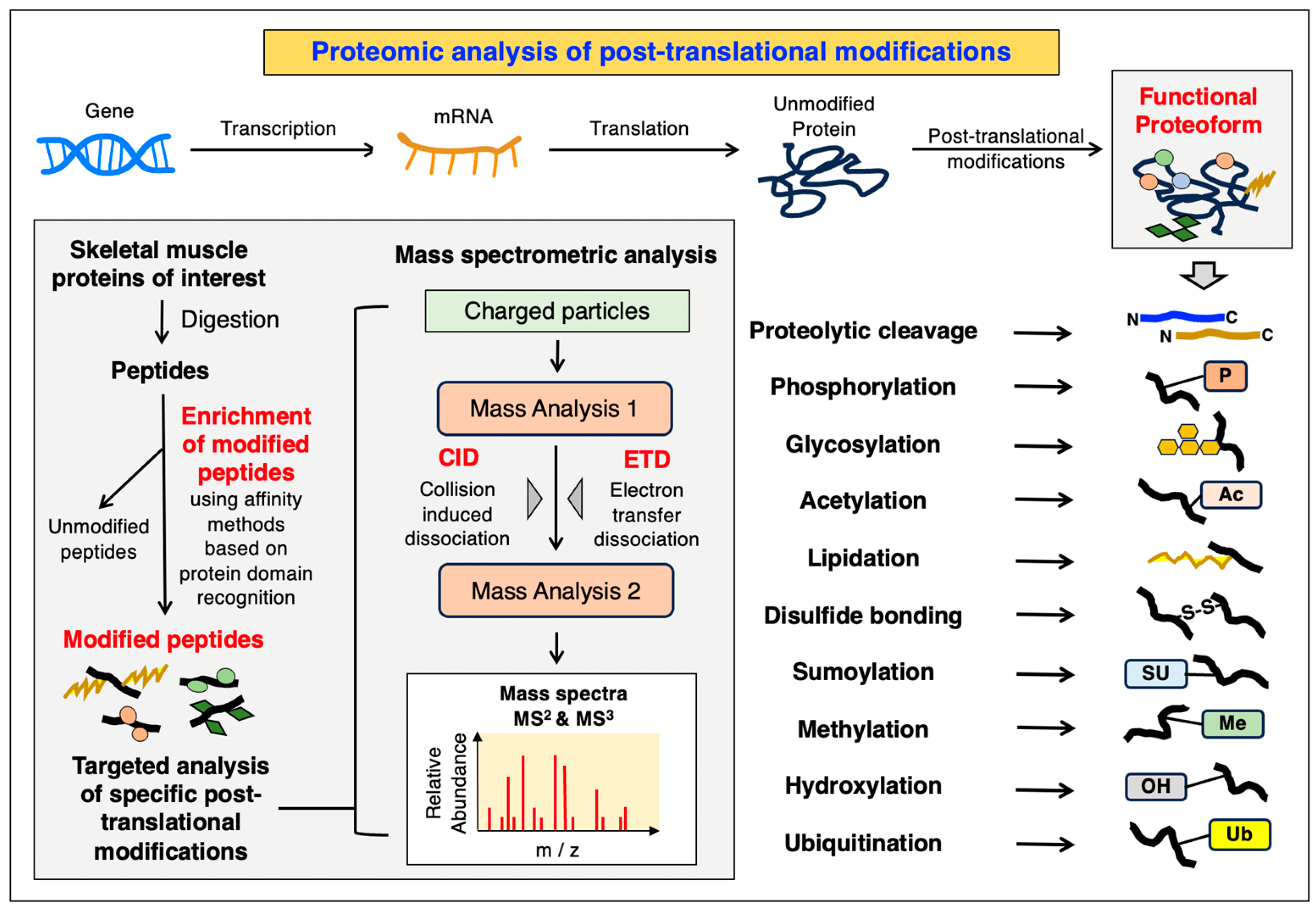 Cells | Free Full-Text | Mass Spectrometry-Based Proteomic Technology and Its Application to ...