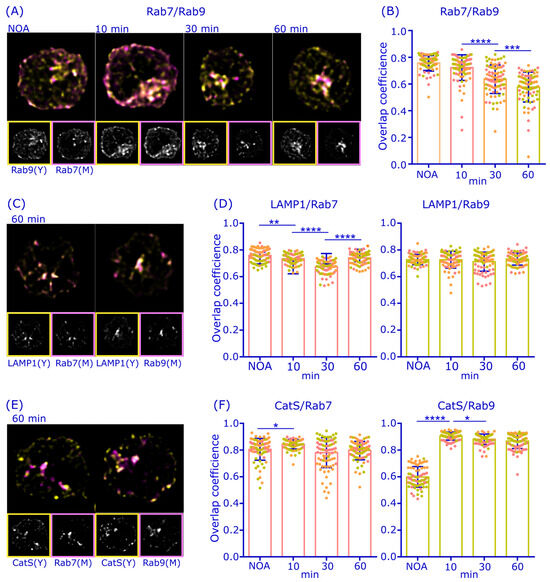 The Small GTPase Rab7 Regulates Antigen Processing in B Cells in a ...