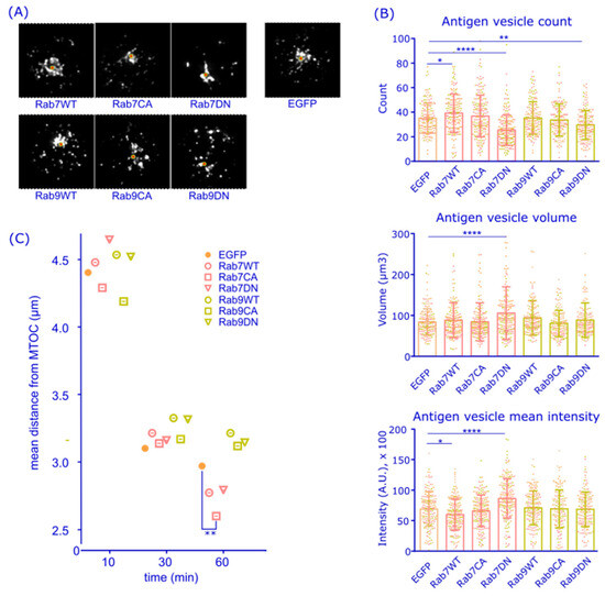 The Small GTPase Rab7 Regulates Antigen Processing in B Cells in a ...