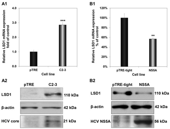 Cells | Free Full-Text | The Epigenetic Controller Lysine-Specific ...
