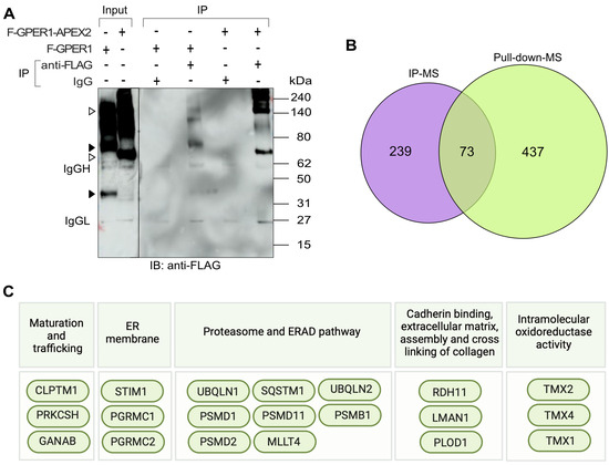 Proteomic Analyses of the G Protein-Coupled Estrogen Receptor GPER1 ...