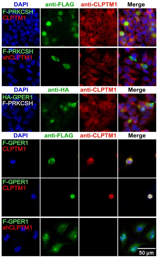 Proteomic Analyses of the G Protein-Coupled Estrogen Receptor GPER1 ...