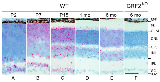 GRF2 Is Crucial for Cone Photoreceptor Viability and Ribbon Synapse ...