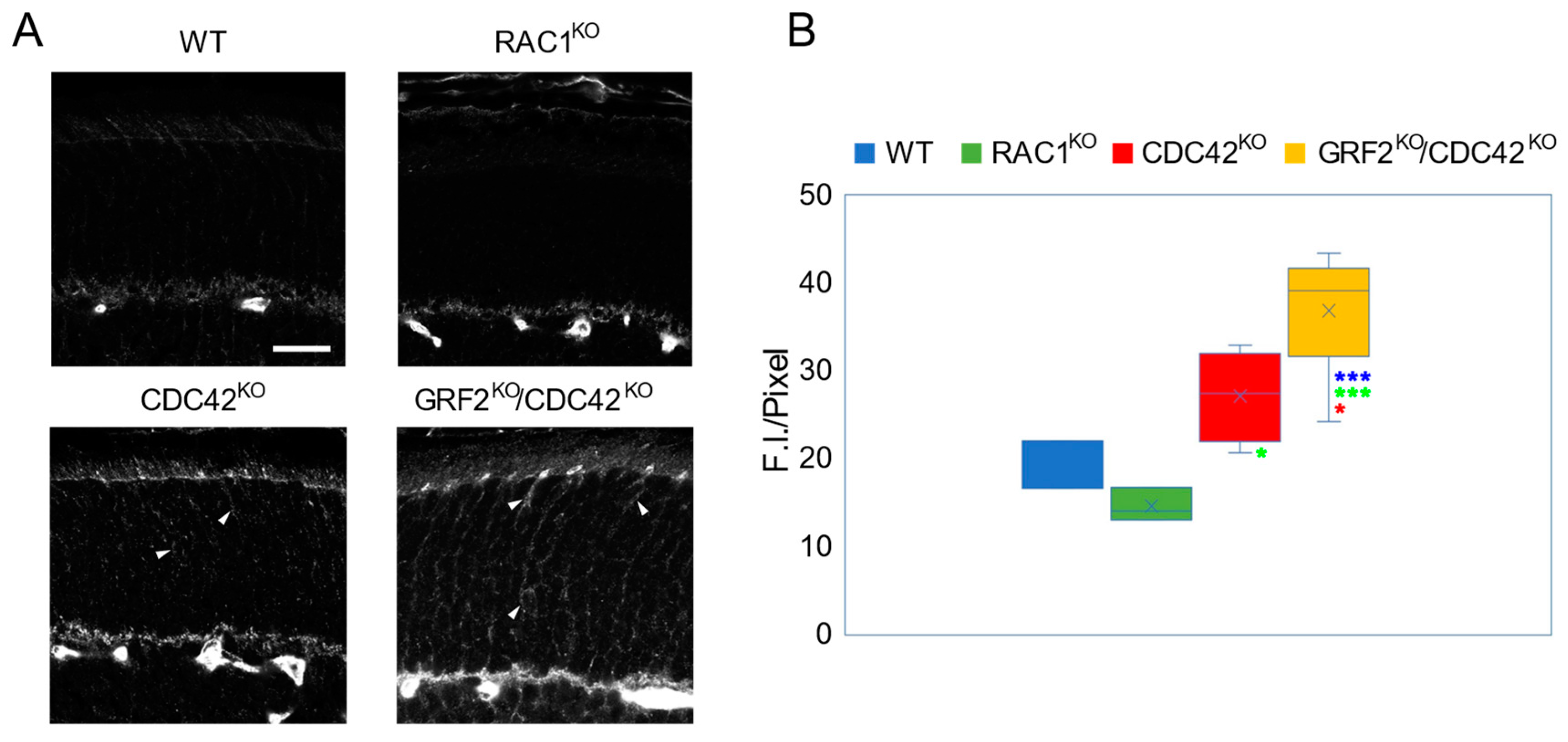 GRF2 Is Crucial for Cone Photoreceptor Viability and Ribbon Synapse ...