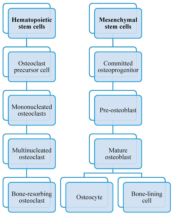 A Brief Review of Bone Cell Function and Importance