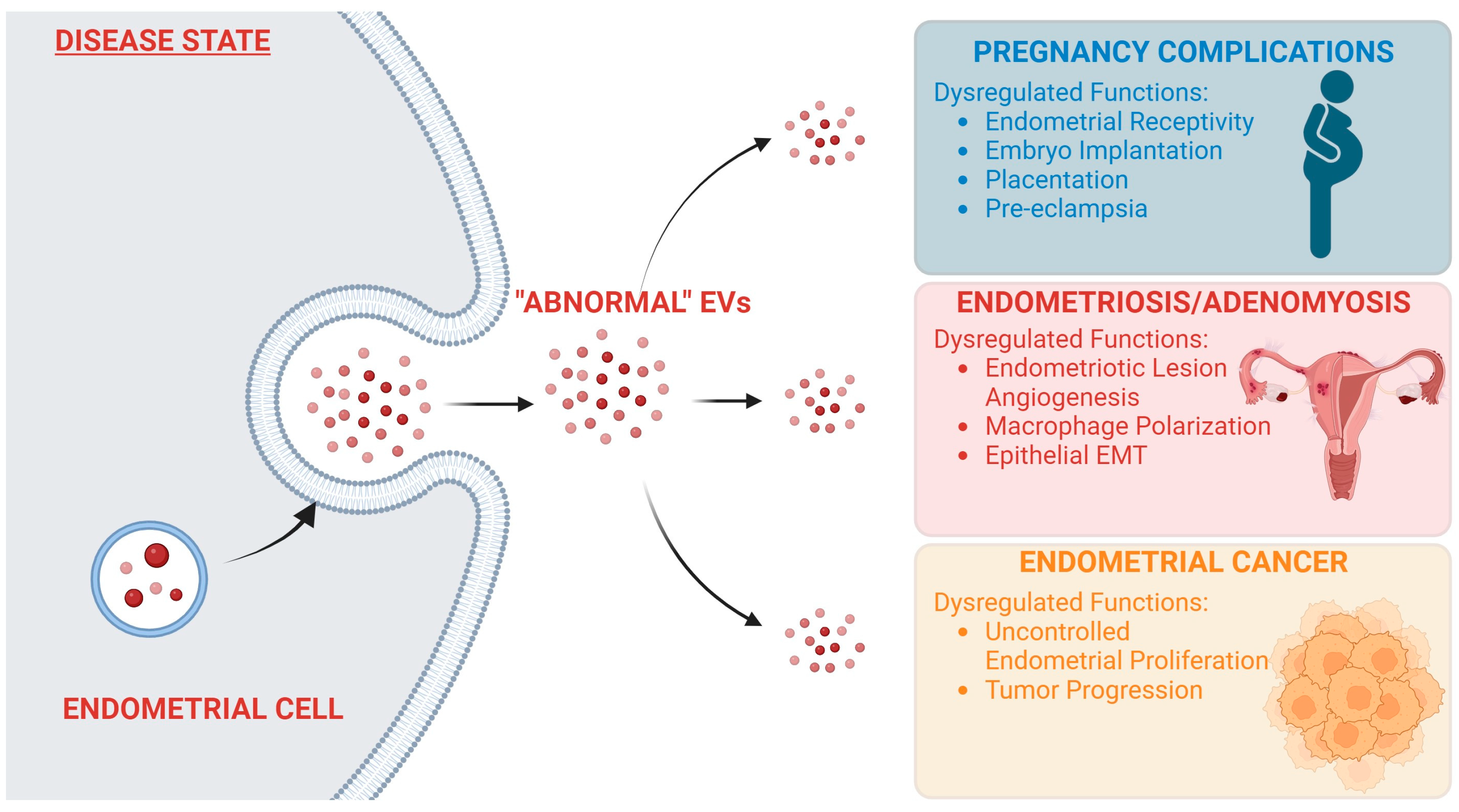Role Of Endometrial Extracellular Vesicles In Mediating Cell To Cell
