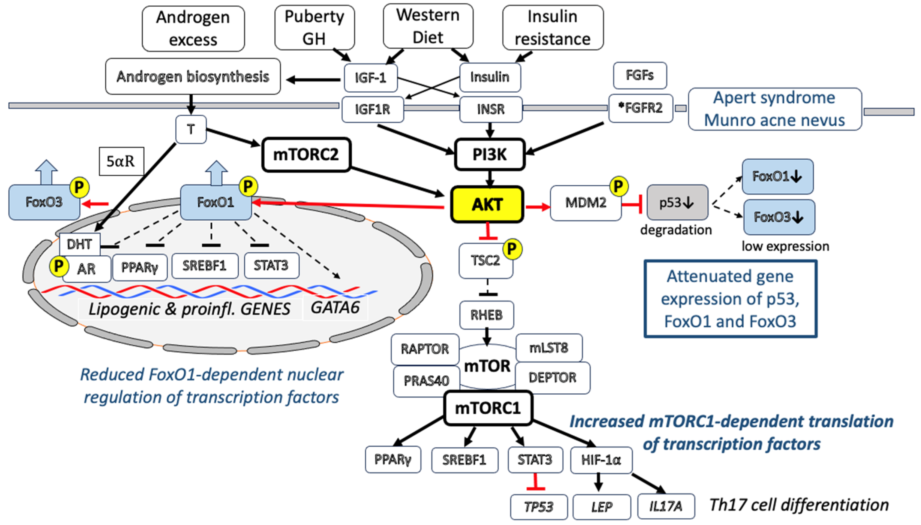Cells | Free Full-Text | Acne Transcriptomics: Fundamentals of Acne ...