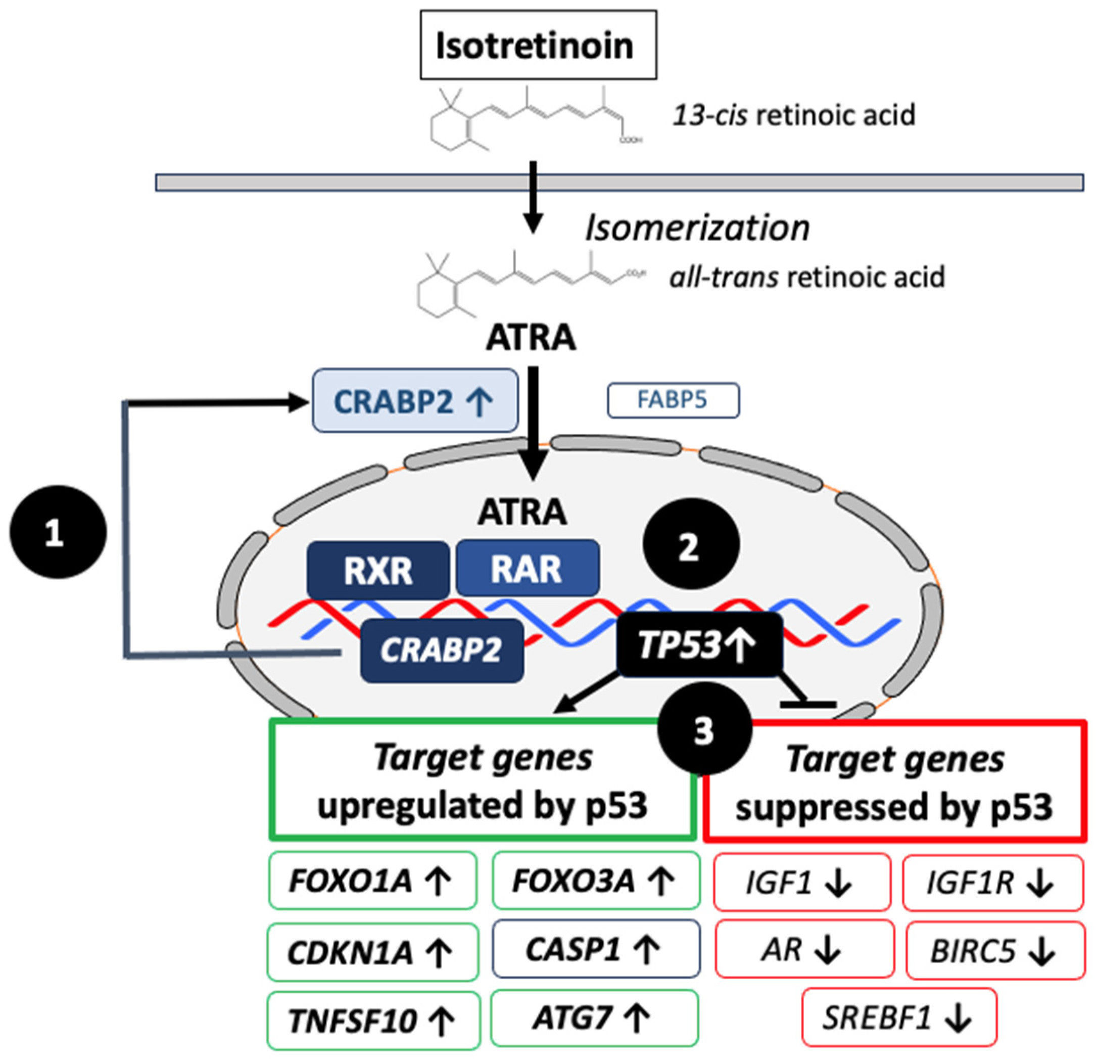 Cells | Free Full-Text | Acne Transcriptomics: Fundamentals of Acne ...