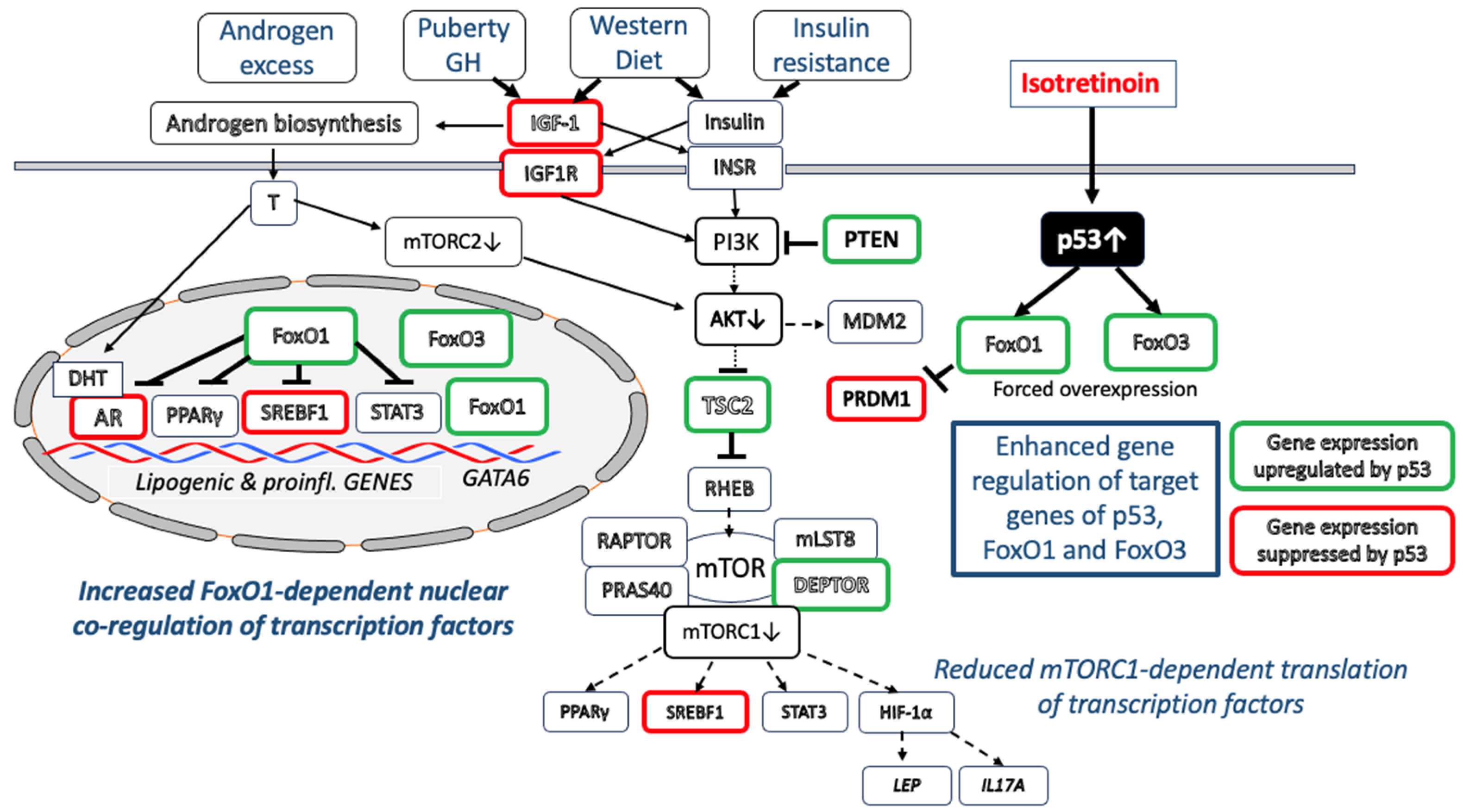 Cells | Free Full-Text | Acne Transcriptomics: Fundamentals of Acne ...