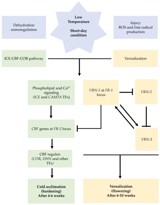 The Triticeae CBF Gene Cluster—To Frost Resistance and Beyond