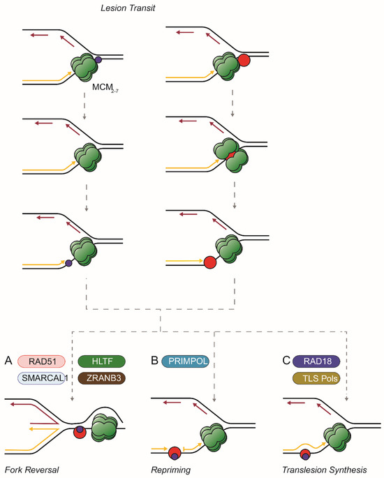 Cells | Free Full-Text | The Response of the Replication Apparatus to ...