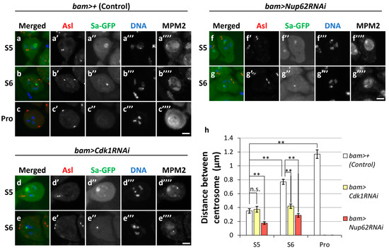 Cyclin B Export to the Cytoplasm via the Nup62 Subcomplex and ...