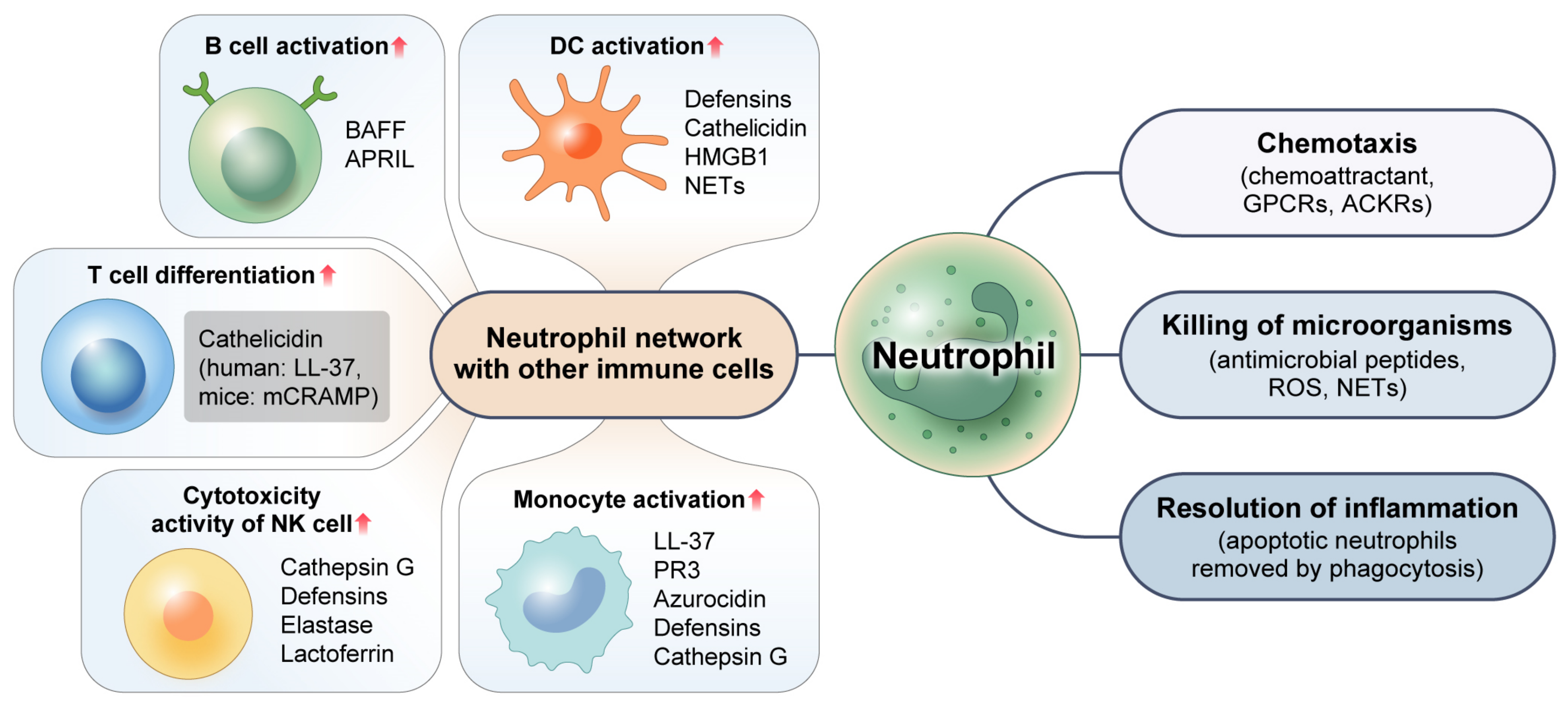 Cells | Free Full-Text | Neutrophils in Inflammatory Diseases: Unraveling the Impact of Their ...