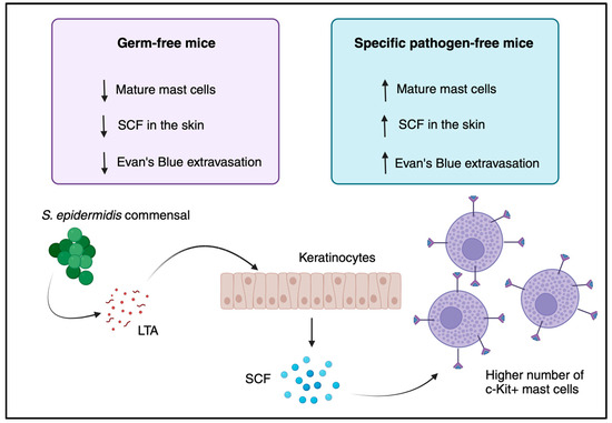 Emerging Role of the Mast Cell–Microbiota Crosstalk in Cutaneous ...