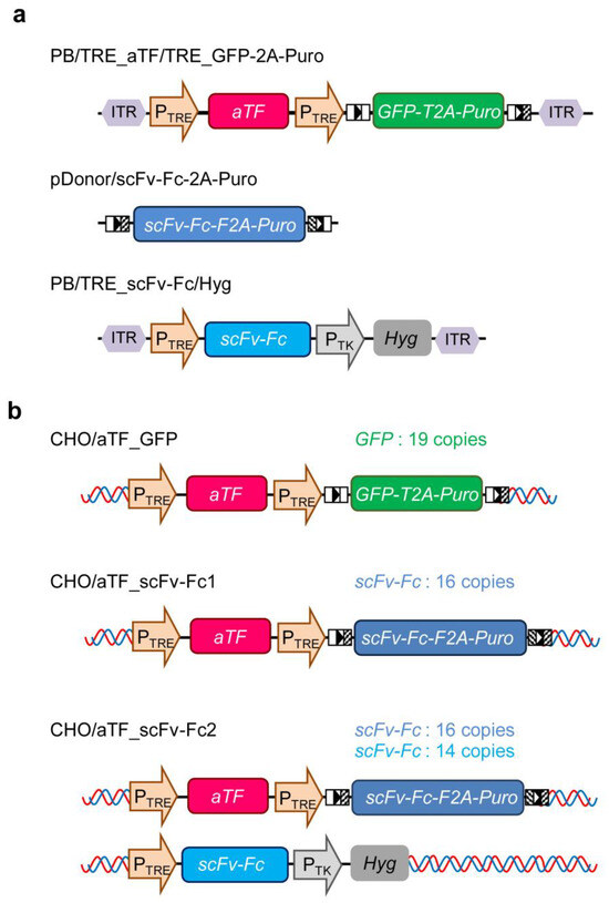 High-Level Production of scFv-Fc Antibody Using an Artificial Promoter ...