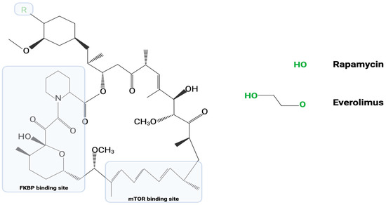 Effects of Everolimus in Modulating the Host Immune Responses against ...