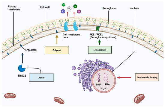 Molecular Mechanisms Associated with Antifungal Resistance in ...