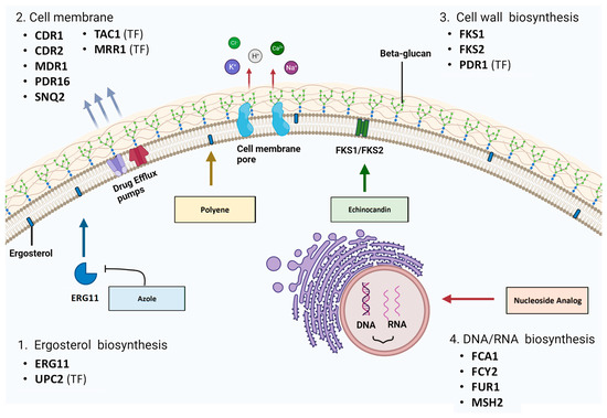 Molecular Mechanisms Associated with Antifungal Resistance in ...