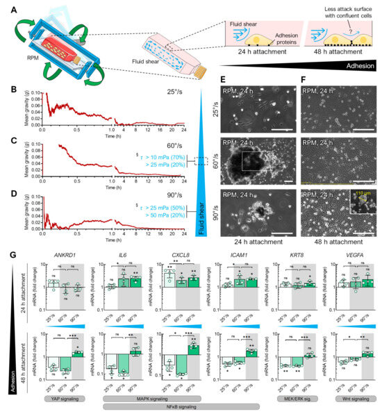 Fluid and Bubble Flow Detach Adherent Cancer Cells to Form Spheroids on ...