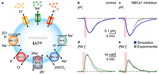 Inward Operation of Sodium-Bicarbonate Cotransporter 1 Promotes ...